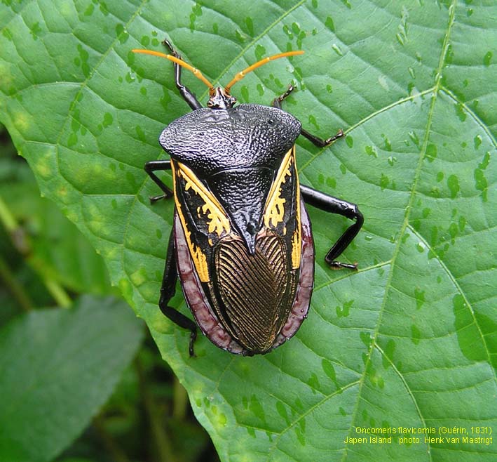 Papua Insects Foundation (Hemiptera/Heteroptera)